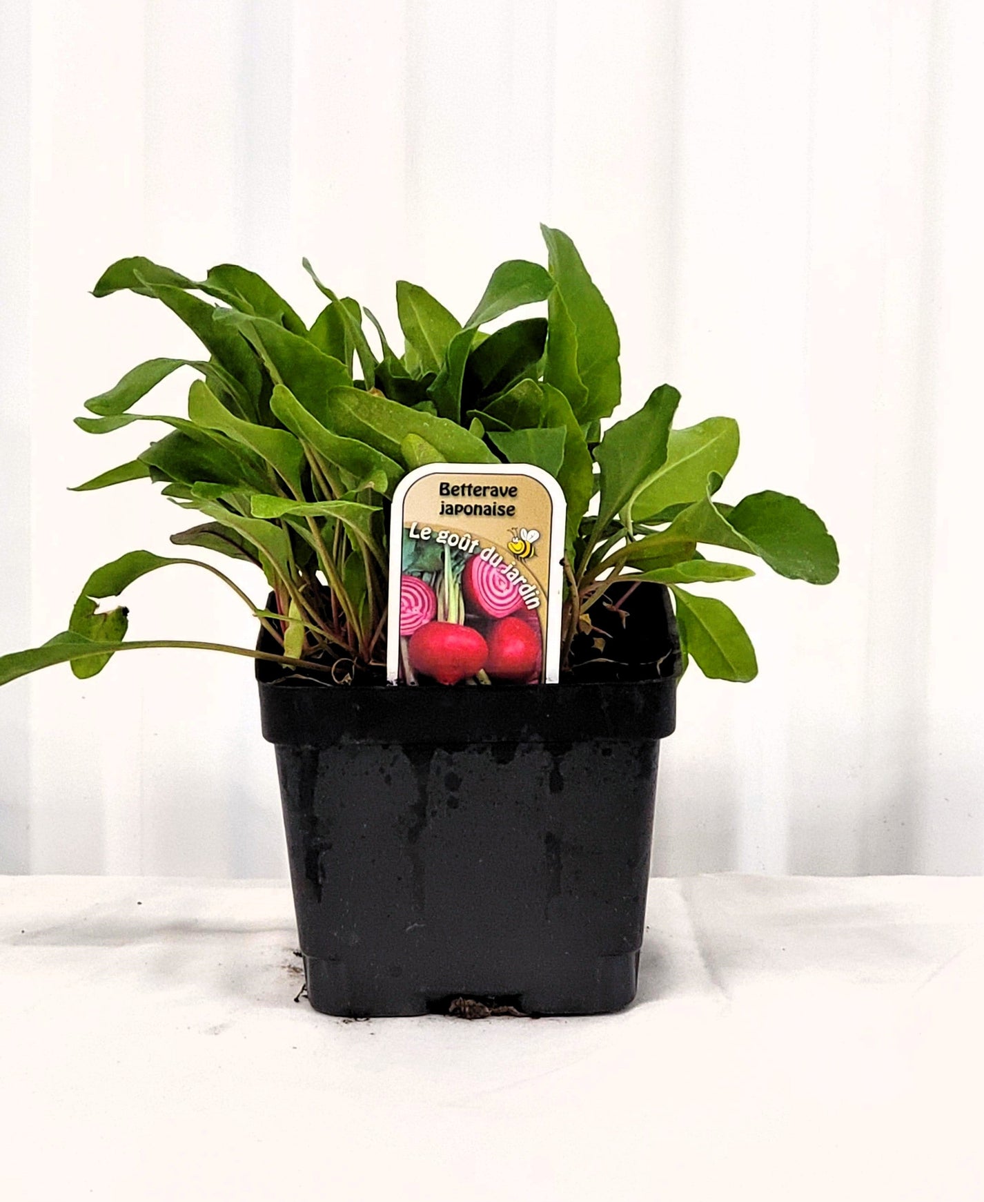 Japanese Beet – Mon jardin en ligne