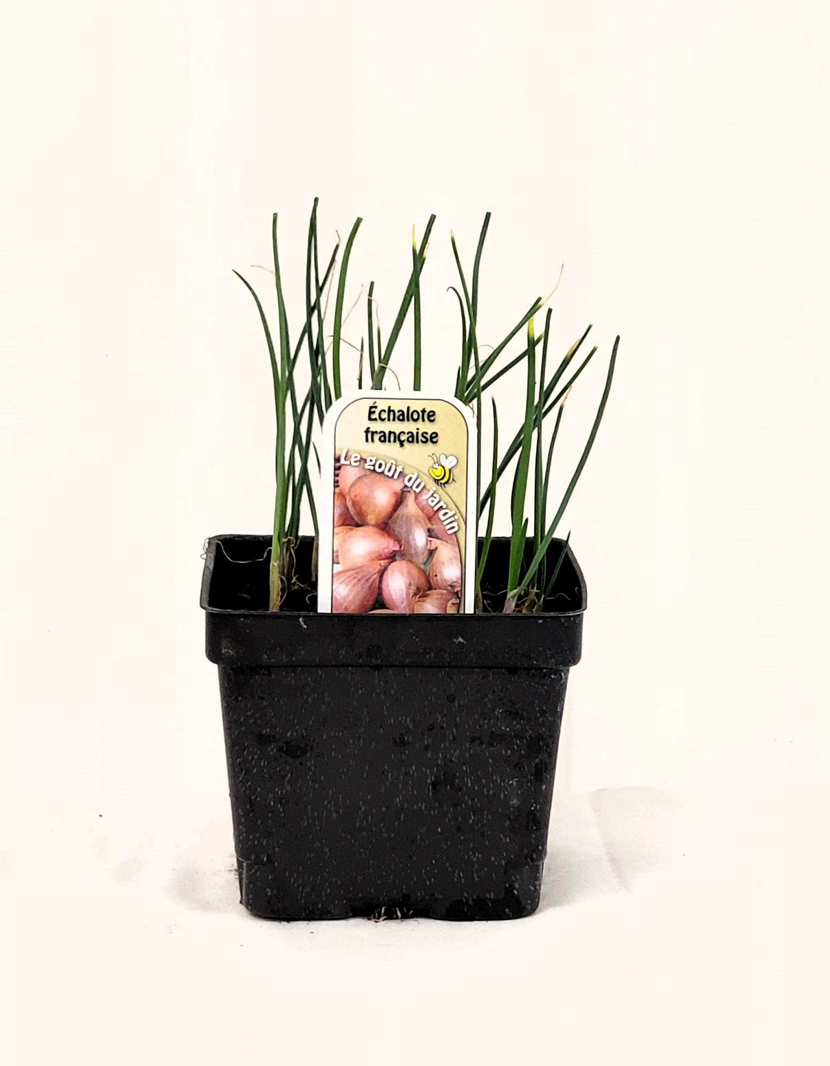 French Shallot – Mon jardin en ligne