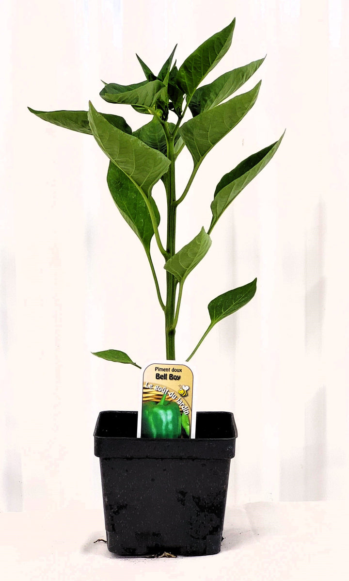 Plants de piments et poivrons – Mon jardin en ligne